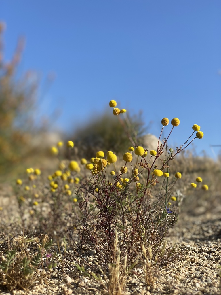 stinknet from Highland Springs Ave, Beaumont, CA, US on April 21, 2022 ...