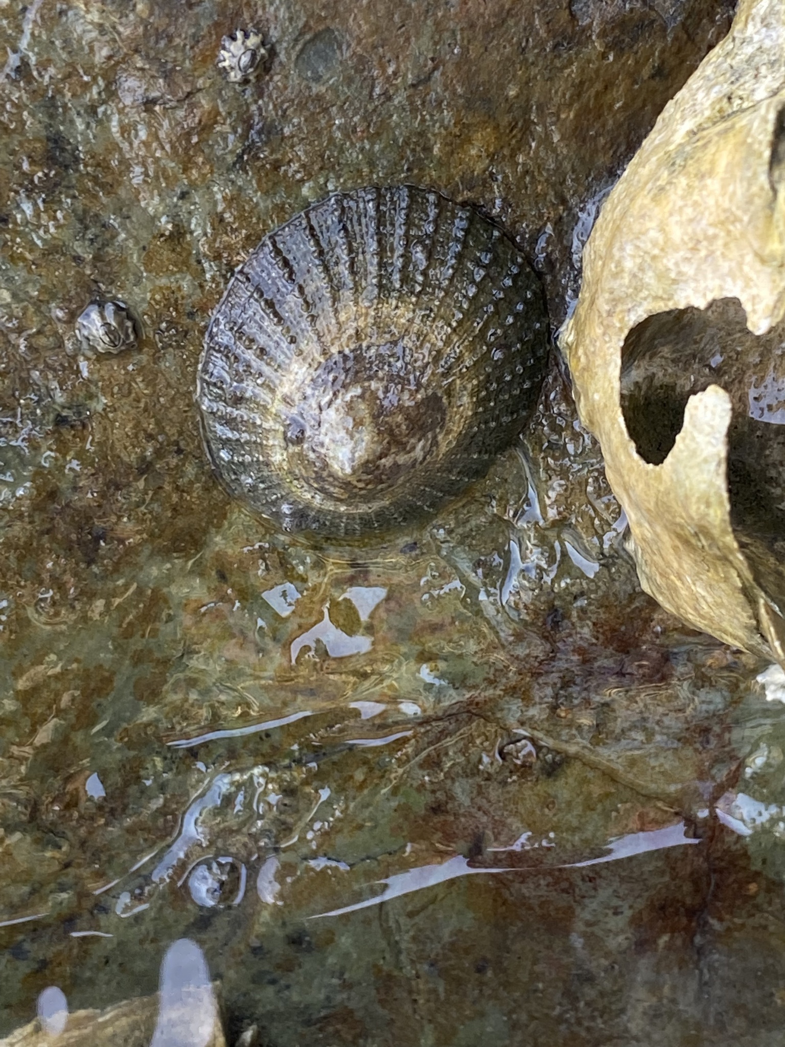 Lottia limatula (Carpenter, 1864)