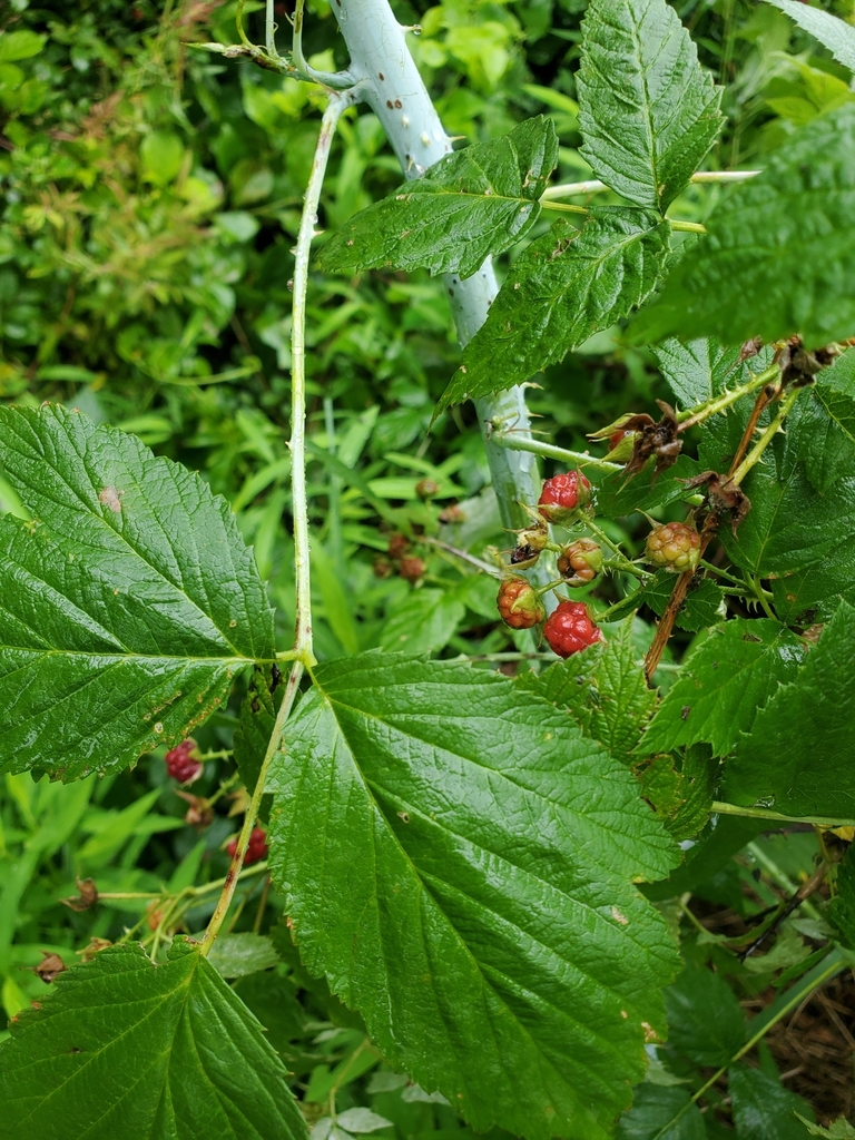 black raspberry from Eldersburg, MD, USA on June 27, 2022 at 11:02 AM ...