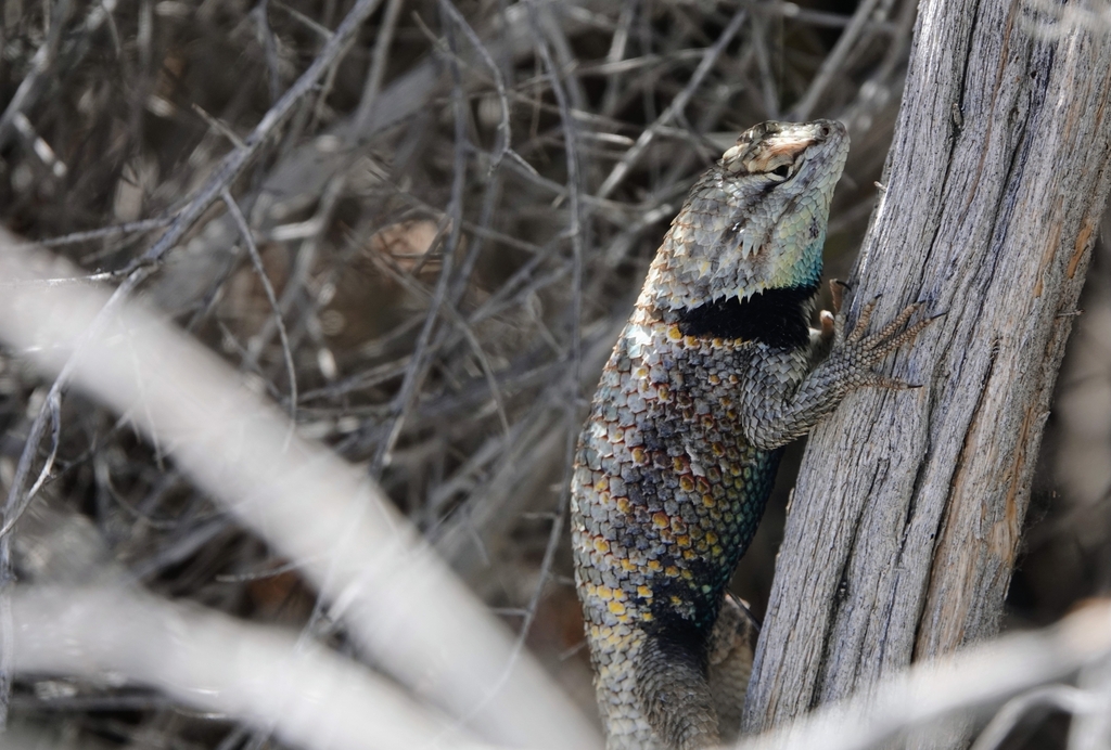 Spiny Lizards from Las Vegas, NV 89166, USA on June 20, 2022 at 01:13 ...
