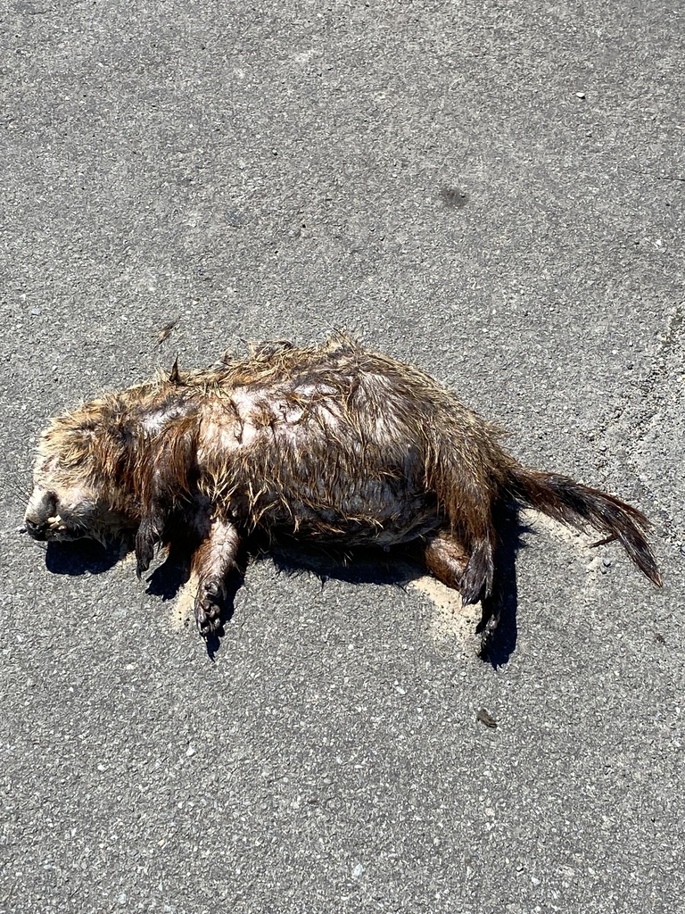 Groundhog from Stillwell Woods Preserve, Woodbury, NY, US on June 28 ...