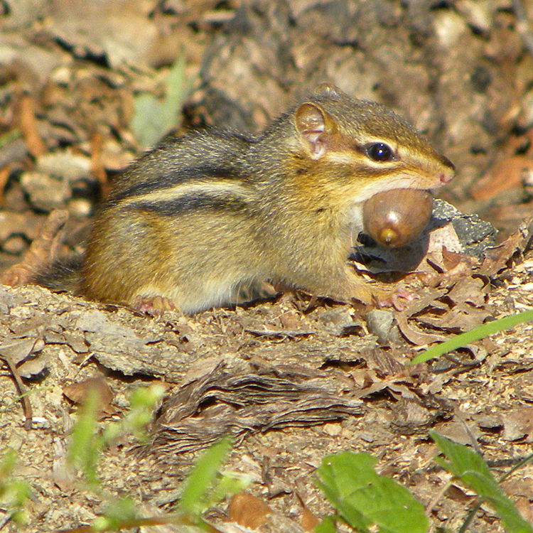 Eastern Chipmunk in September 2012 by M. Whitson. I lost my largest red ...