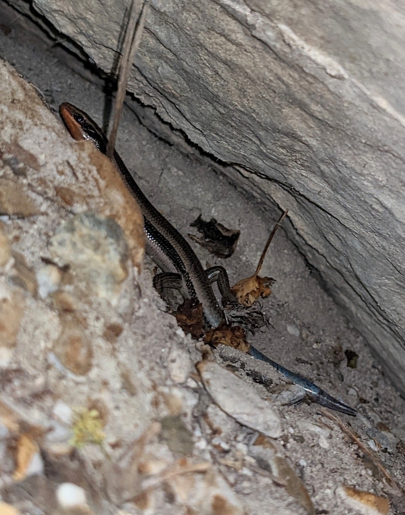 Western Skink from Mt Charleston, NV 89124, USA on June 17, 2022 at 01: ...