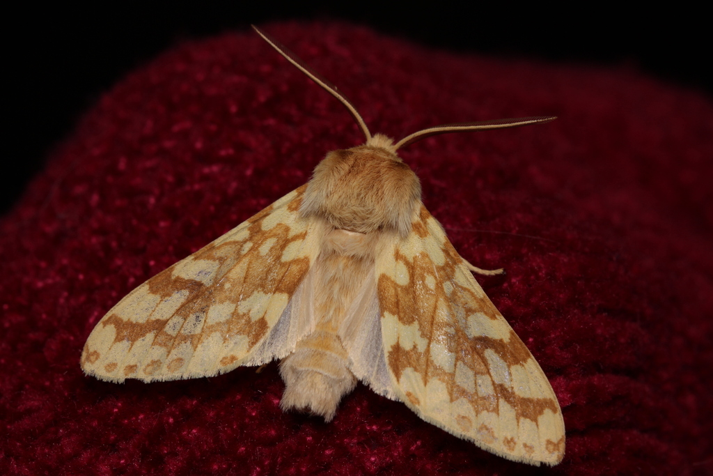 Spotted Tussock Moth from Wainwright No. 61, AB T0B, Canada on June 25 ...