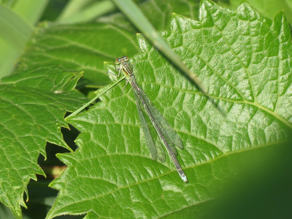 Stream Bluet from Rockford, IL, USA on June 28, 2022 at 08:20 AM by ...