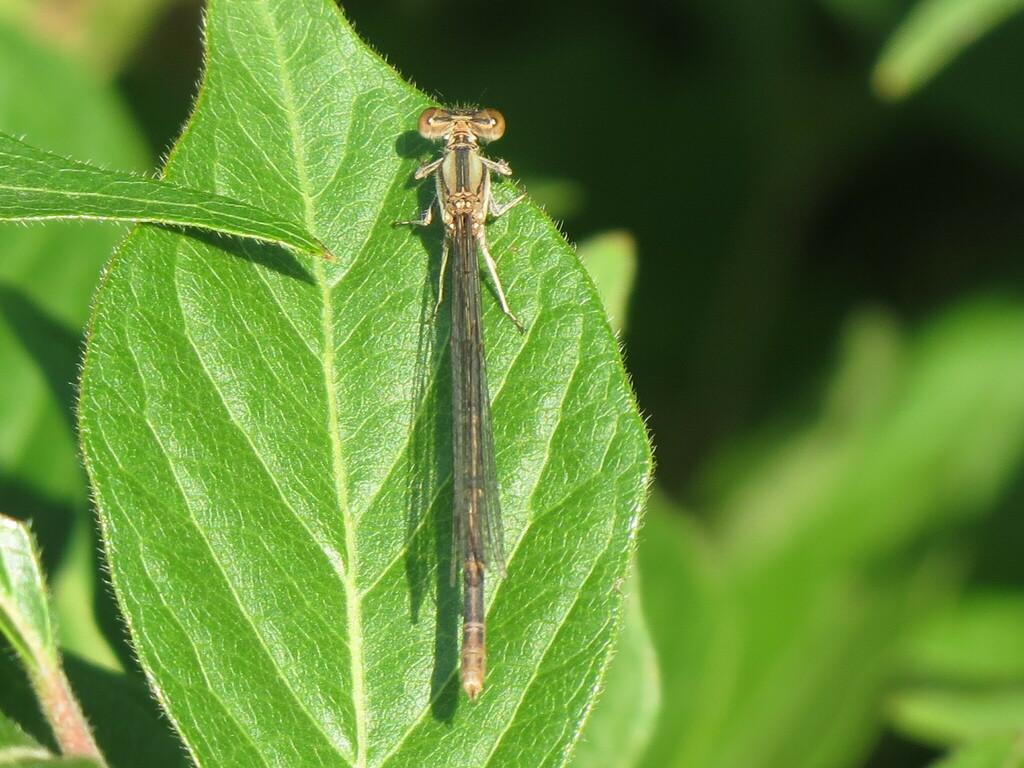 Variable Dancer from Rockford, IL, USA on June 28, 2022 at 08:29 AM by ...