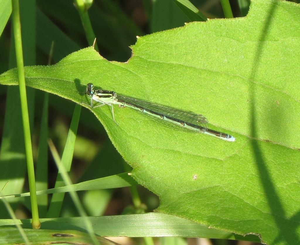 Stream Bluet from Rockford, IL, USA on June 28, 2022 at 08:35 AM by ...