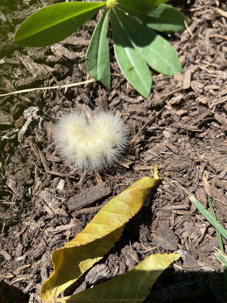 Underwing, Tiger, Tussock, and Allied Moths from Baldwin Rd, Kirtland ...
