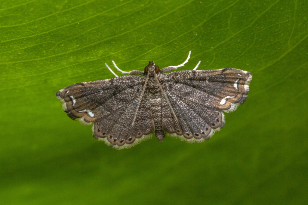 Lygodium Defoliator Moth from Yio Chu Kang, Singapore on June 28, 2022 ...
