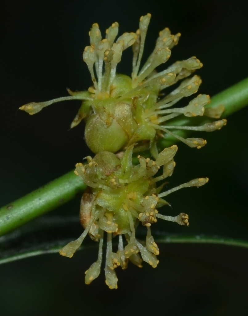 Chinese Cinnamon (Cinnamomum cassia) - Botanical Realm