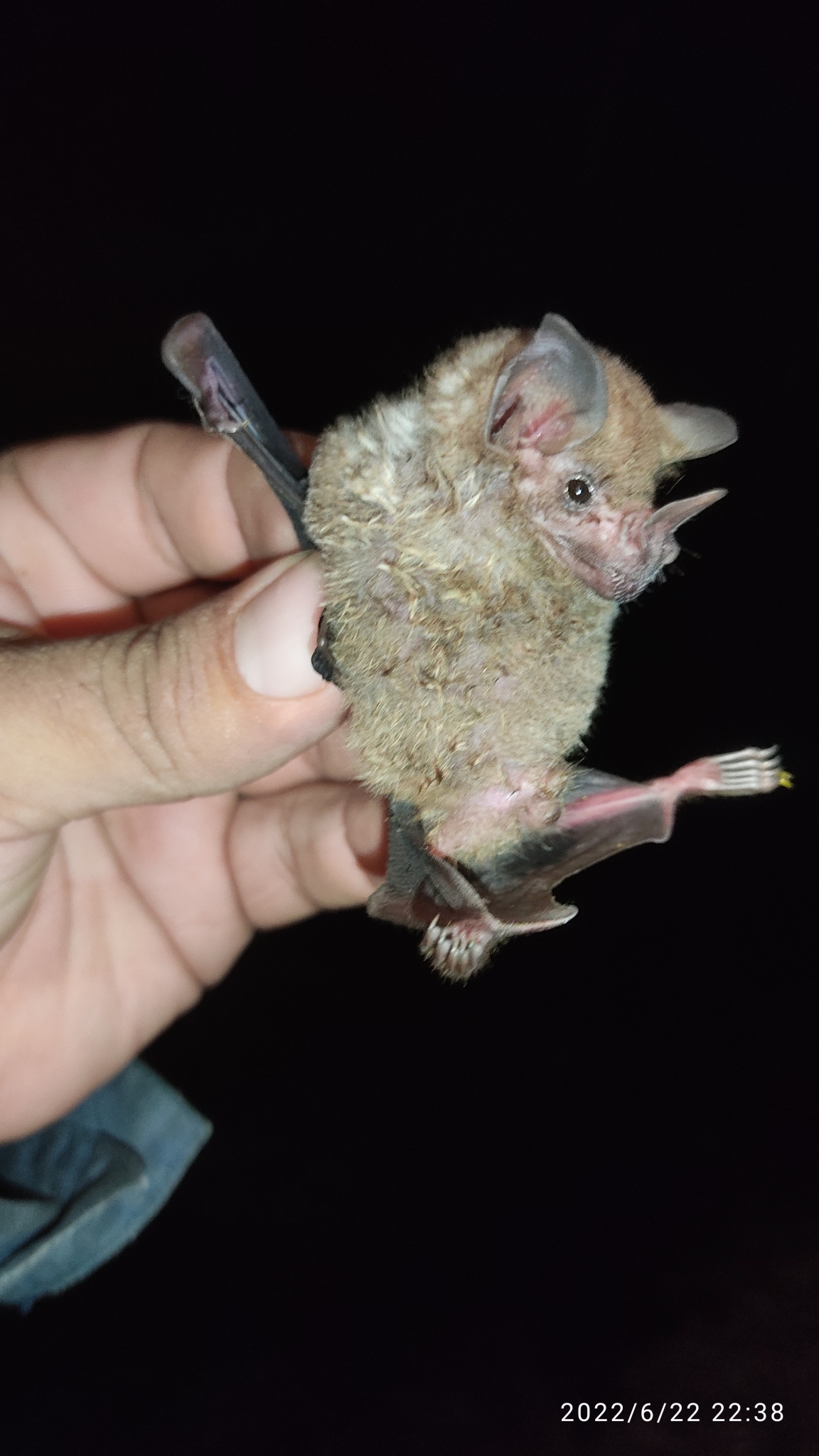 Carollia perspicillata (Linnaeus, 1758)