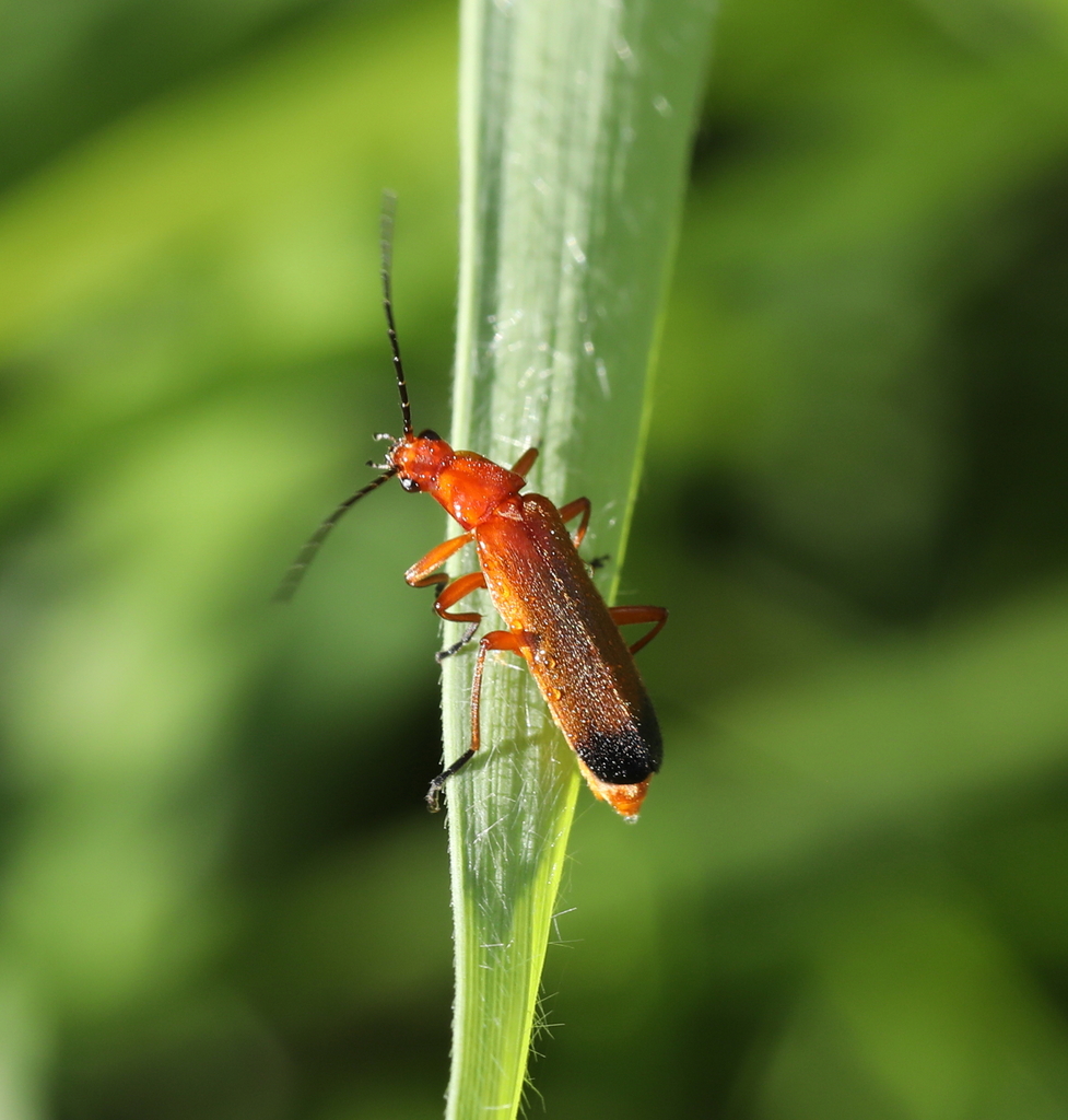 Common Red Soldier Beetle from Oudalle, France on June 28, 2022 at 05: ...