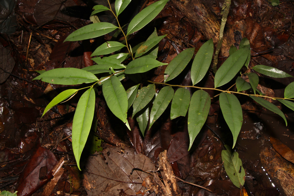 (Xylopia fusca) - Botanical Realm