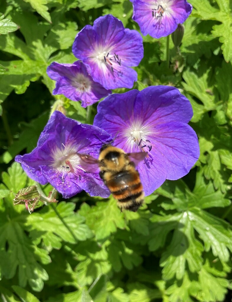 Red-belted Bumble Bee from Douglasdale, Calgary, AB T2Z, Canada on June ...