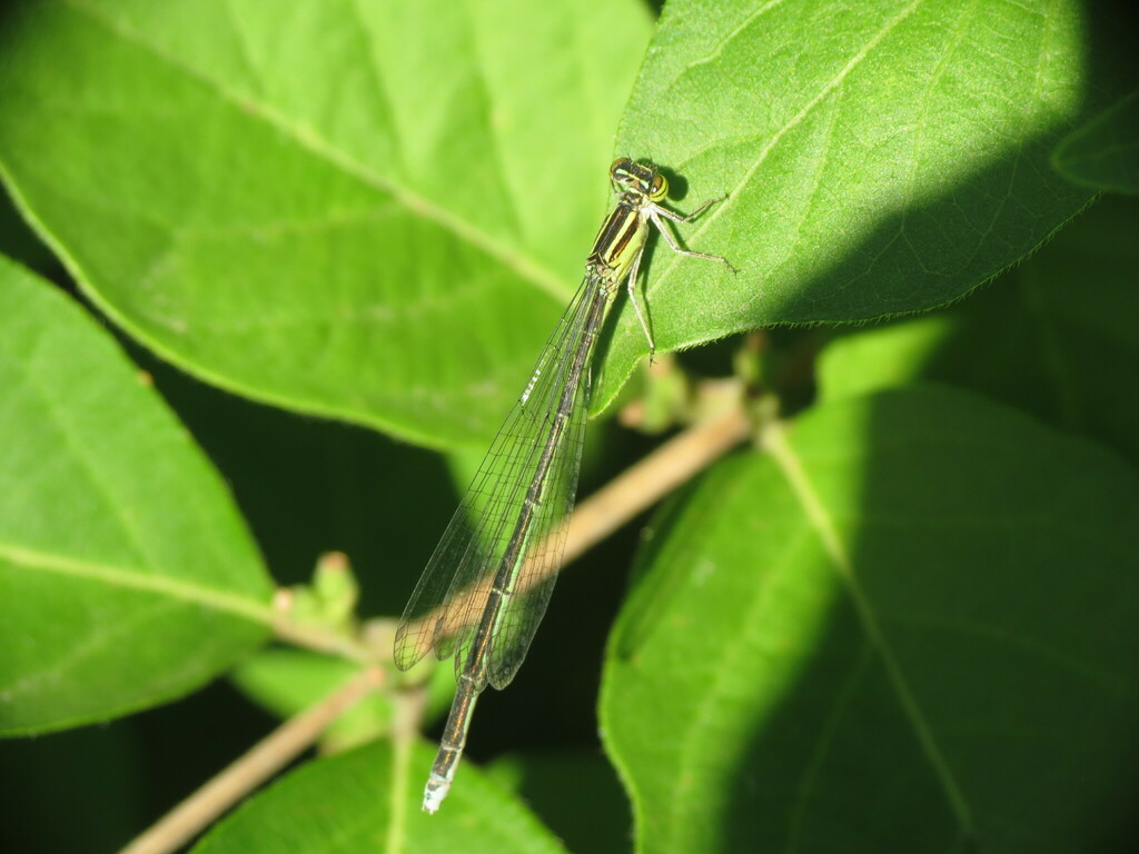 Stream Bluet from Rockford, IL, USA on June 28, 2022 at 08:46 AM by ...