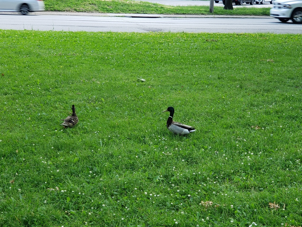 Mallard from University Circle, Cleveland, OH, USA on June 06, 2022 at ...