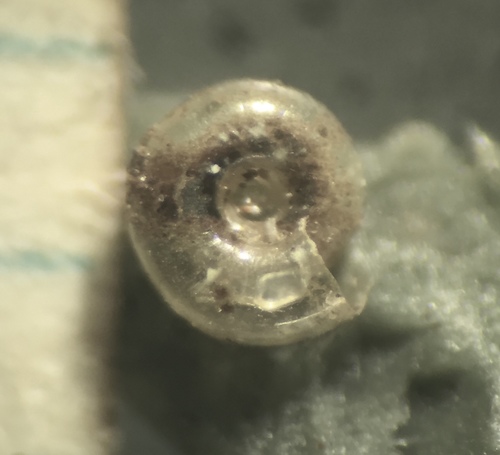 Helicodiscus roundyi · iNaturalist