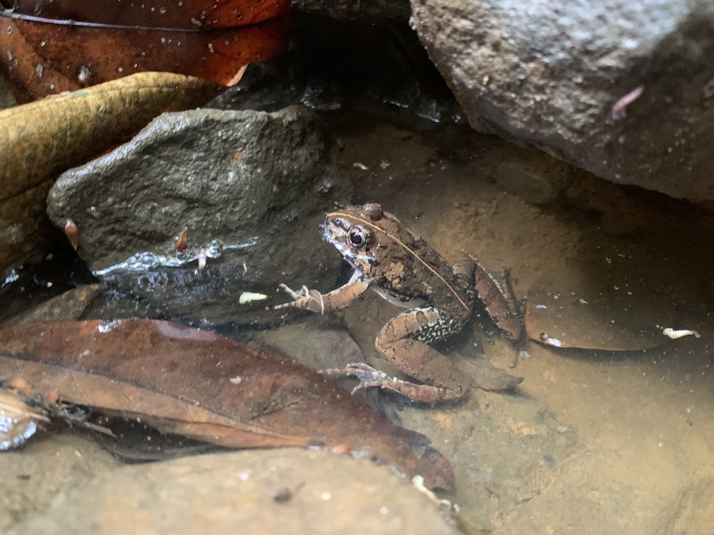 Paddy Field Frog from 蘭嶼, 蘭嶼鄉, TW on June 25, 2022 at 09:17 AM by 橘子拔 ...