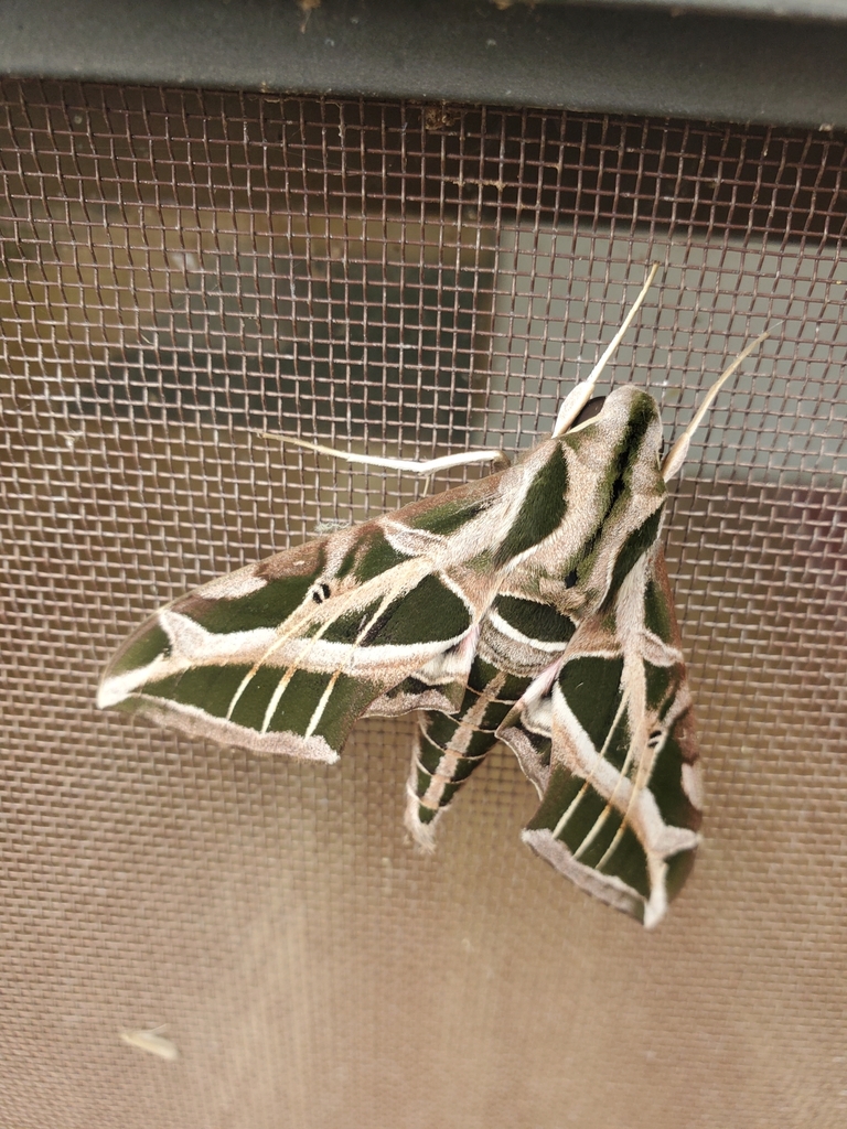 Vine Sphinx from Lake Arrowhead State Park on June 28, 2022 at 08:55 AM ...