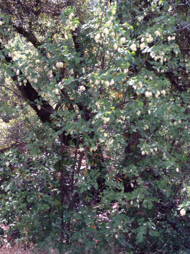 sierra bladdernut from Yosemite National Park, Mariposa County, US-CA ...