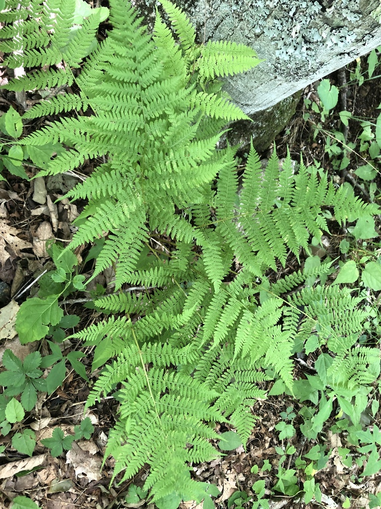 southern lady fern from Pinnacle Dr, West Jefferson, NC, US on June 28 ...