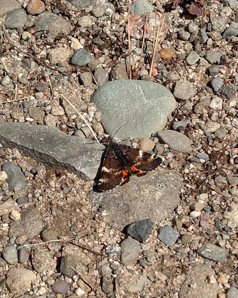 Infant Moth in April 2022 by Elizabeth Lynch · iNaturalist