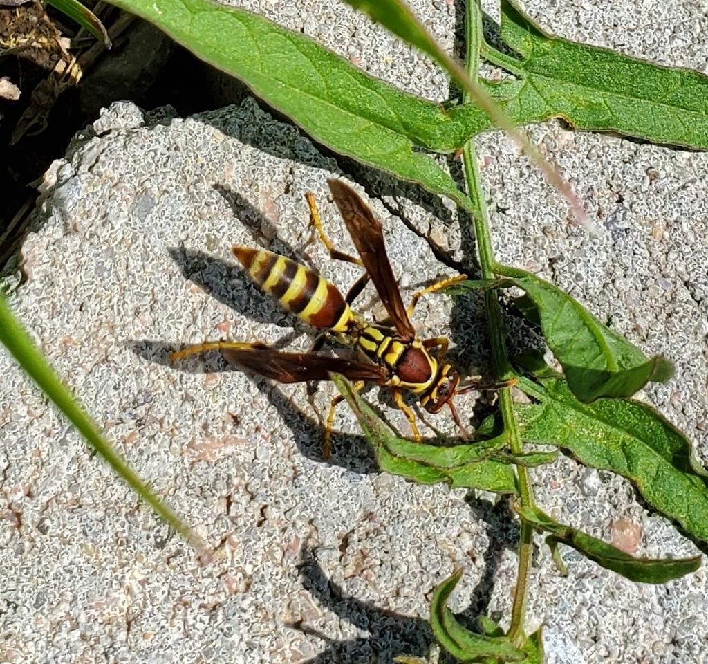Guinea Paper Wasp from Crete, NE 68333, USA on June 27, 2022 at 03:24 ...