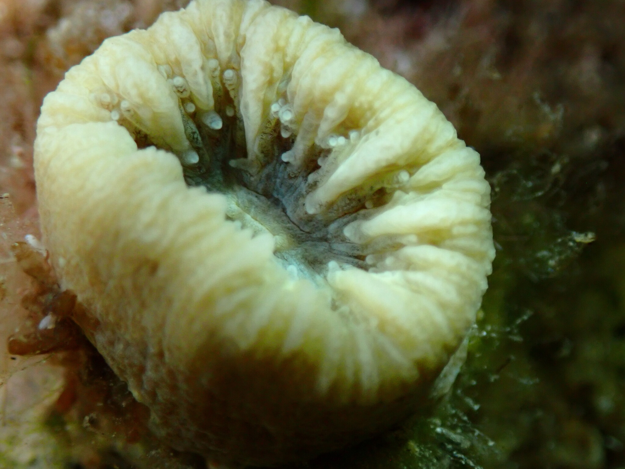 Balanophyllia europaea (Risso, 1826)
