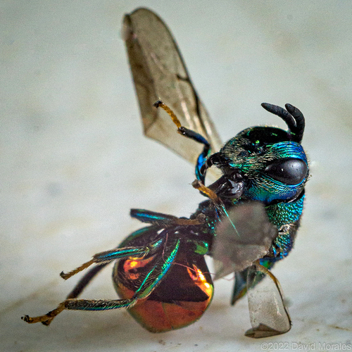 Euperilampus gloriosus · iNaturalist