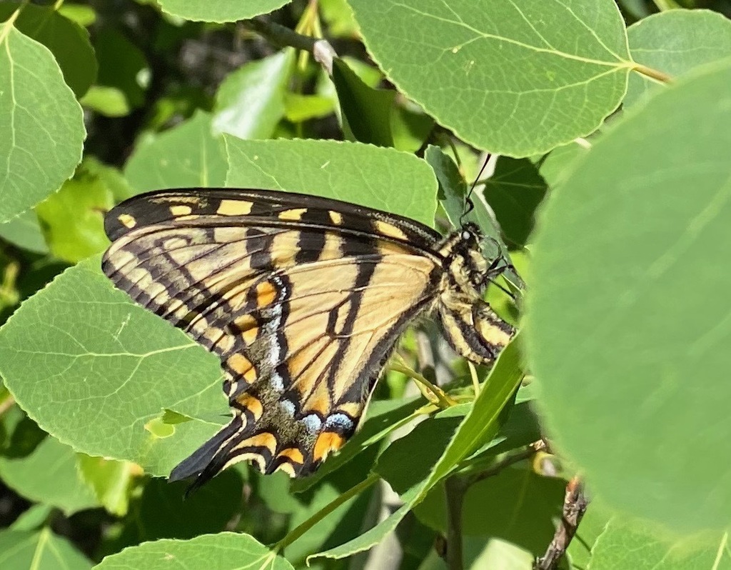 Canadian Tiger Swallowtail from Aberdeen, Kamloops, BC, Canada on June ...