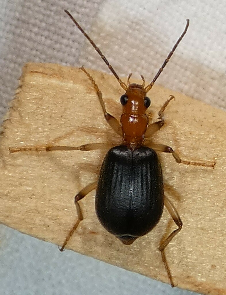 Brachinus adustipennis from LWP-O Screven County, GA, USA on June 27 ...