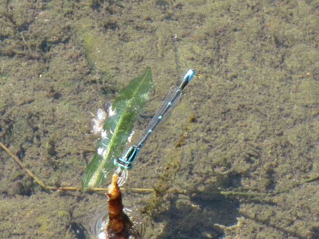 Stream Bluet from Rockford, IL, USA on June 28, 2022 at 09:48 AM by ...