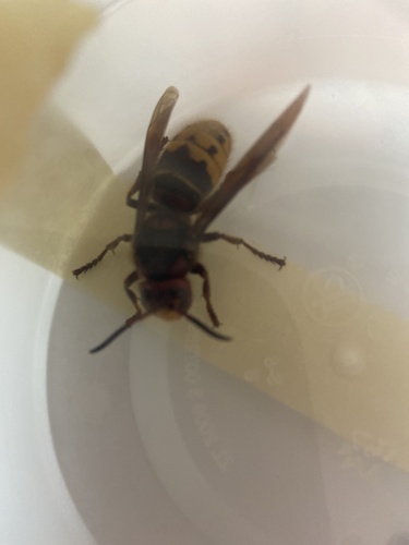 Observations by ianhmac · iNaturalist