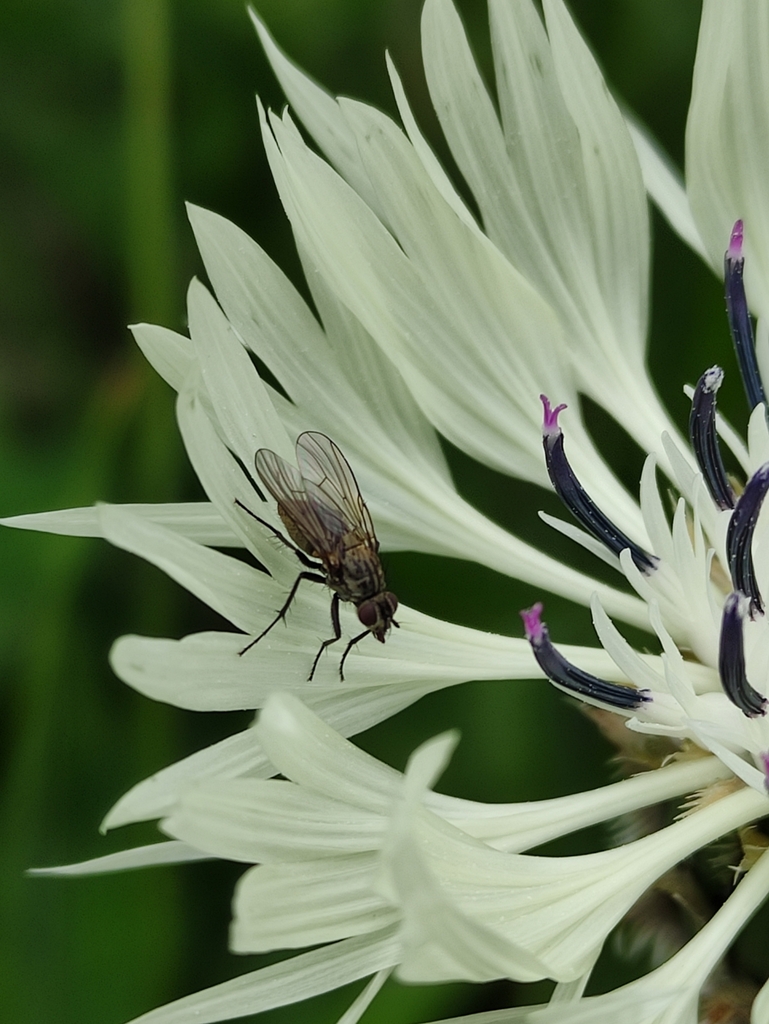 Calyptrate Flies from Кабардино-Балкарская Респ., Россия, 361605 on ...
