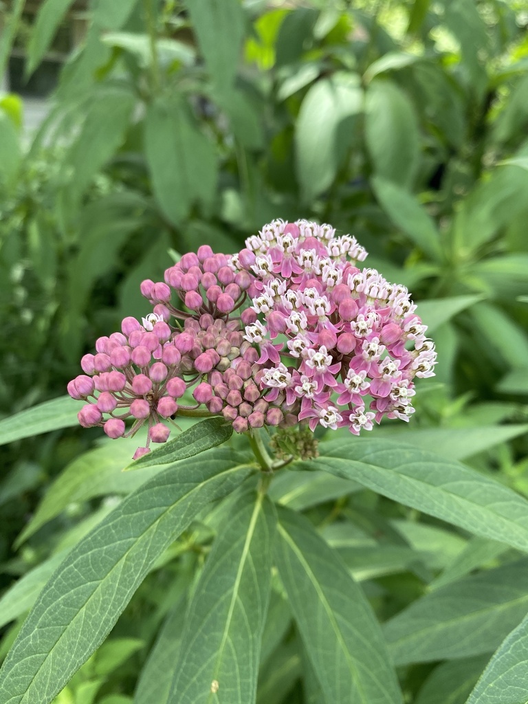 swamp milkweed from Marbea Dr, Loveland, OH, US on June 28, 2022 at 11: ...