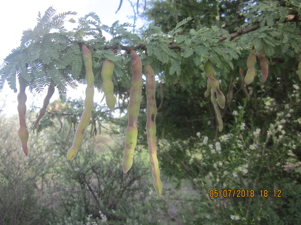 Schaffner's acacia from San Luis Potosí, México on July 5, 2018 at 06: ...