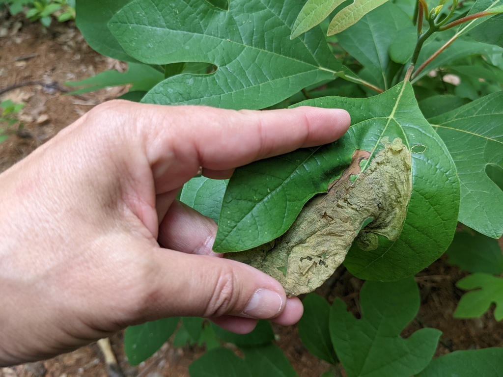 Yellow Poplar Weevil from Middlesex, Massachusetts, United States on ...