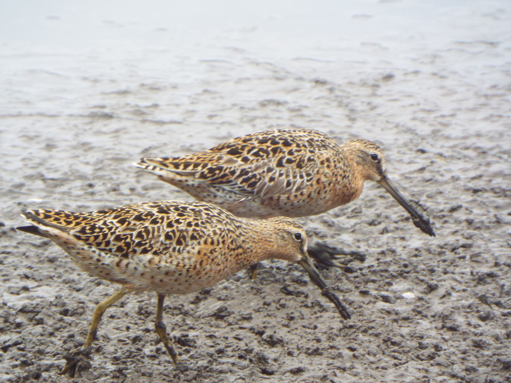 Henderson’s Short-billed Dowitcher from Wakulla County, FL, USA on ...