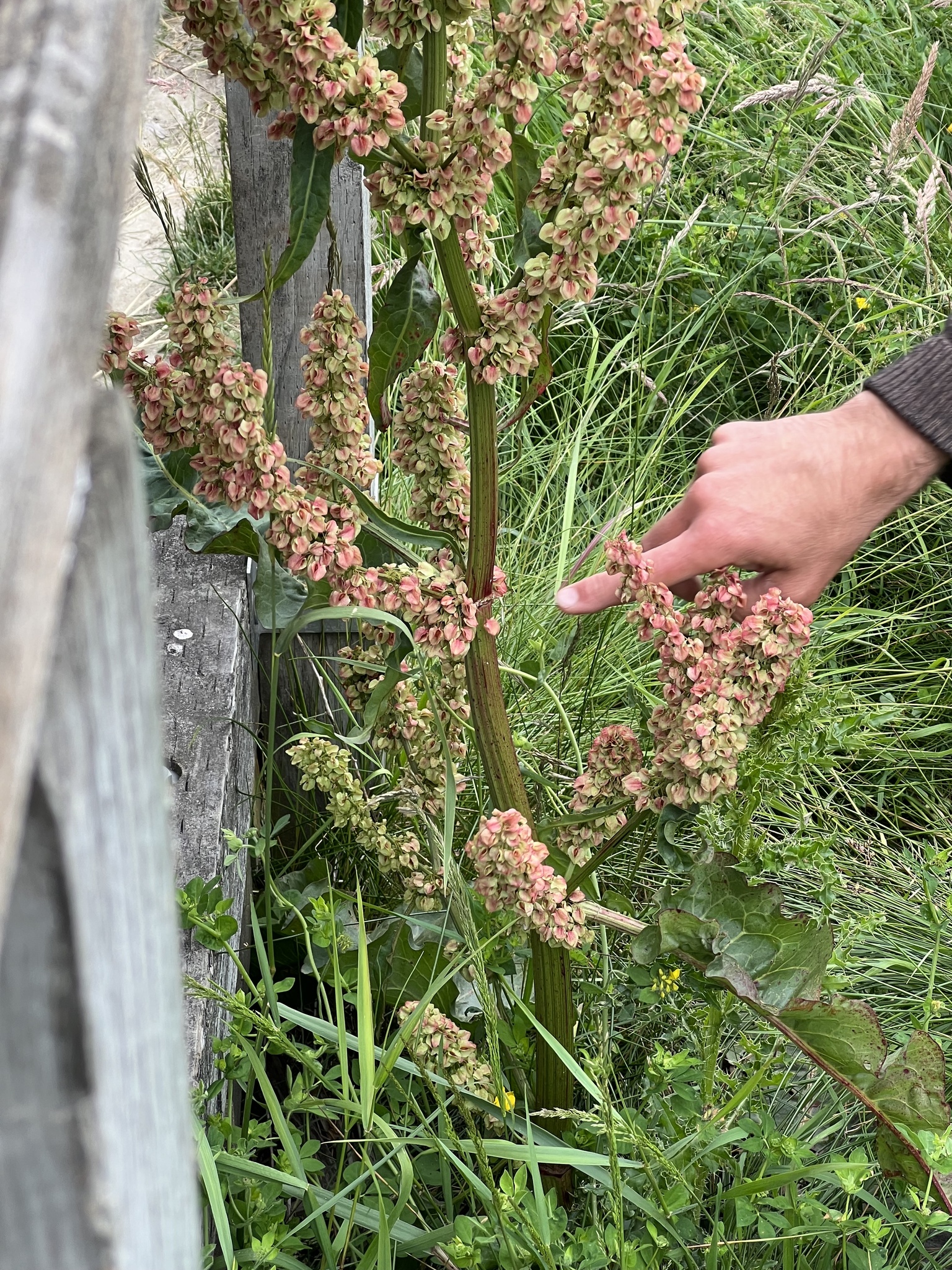 Rumex occidentalis (Michx.) S.Watson