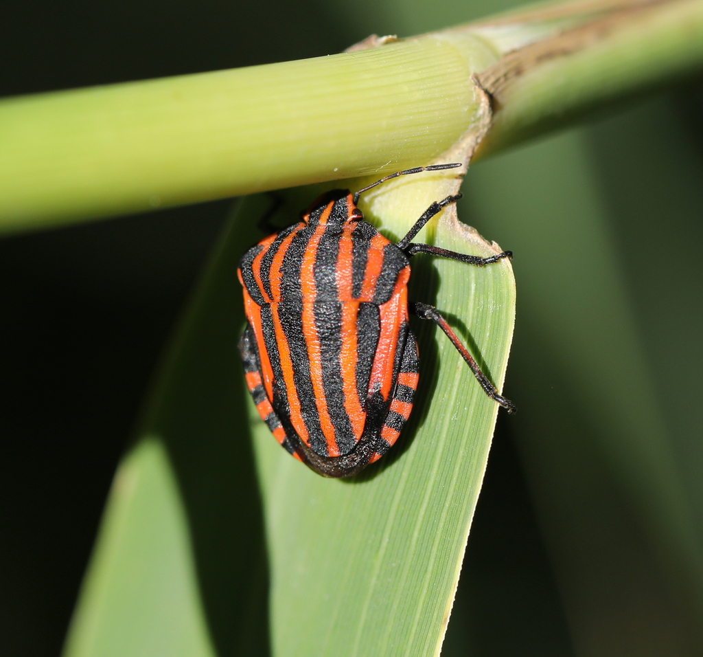 Continental Striped Shield Bug from Gonfreville-l'Orcher, France on ...