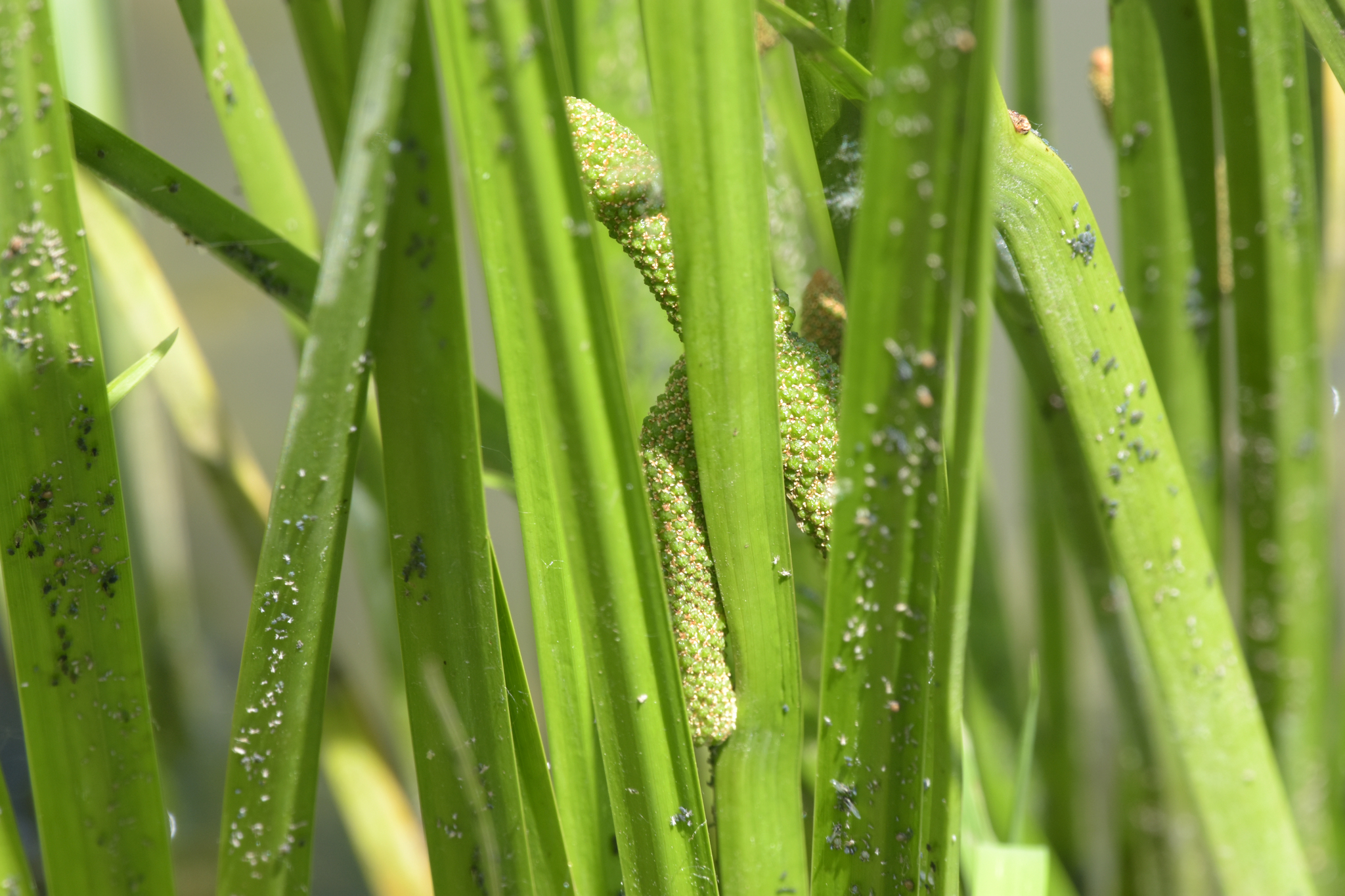 Acorus americanus (Raf.) Raf.