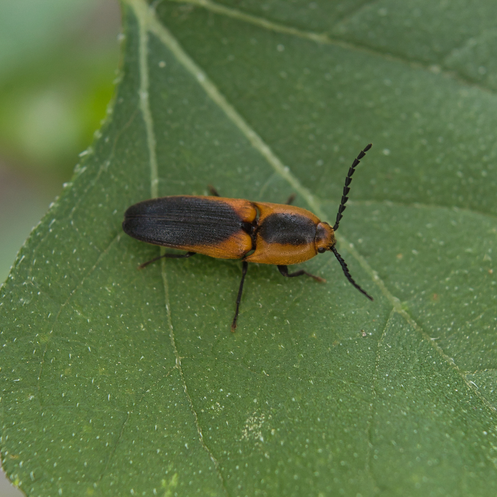 Anchastus from Joaquín Garza y Garza, 67267 Juárez, N.L., México on ...