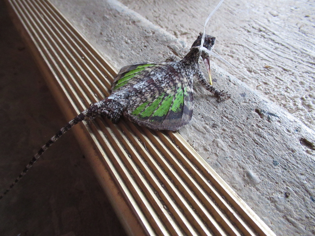 Green-winged Flying Lizard from Mindanao, San Fernando, Bukidnon, PH on ...