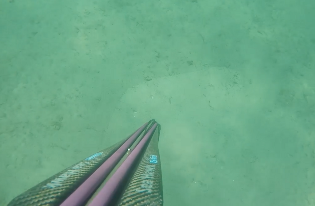 Spiny Butterfly Ray in May 2022 by Matthieu Lapinski · iNaturalist