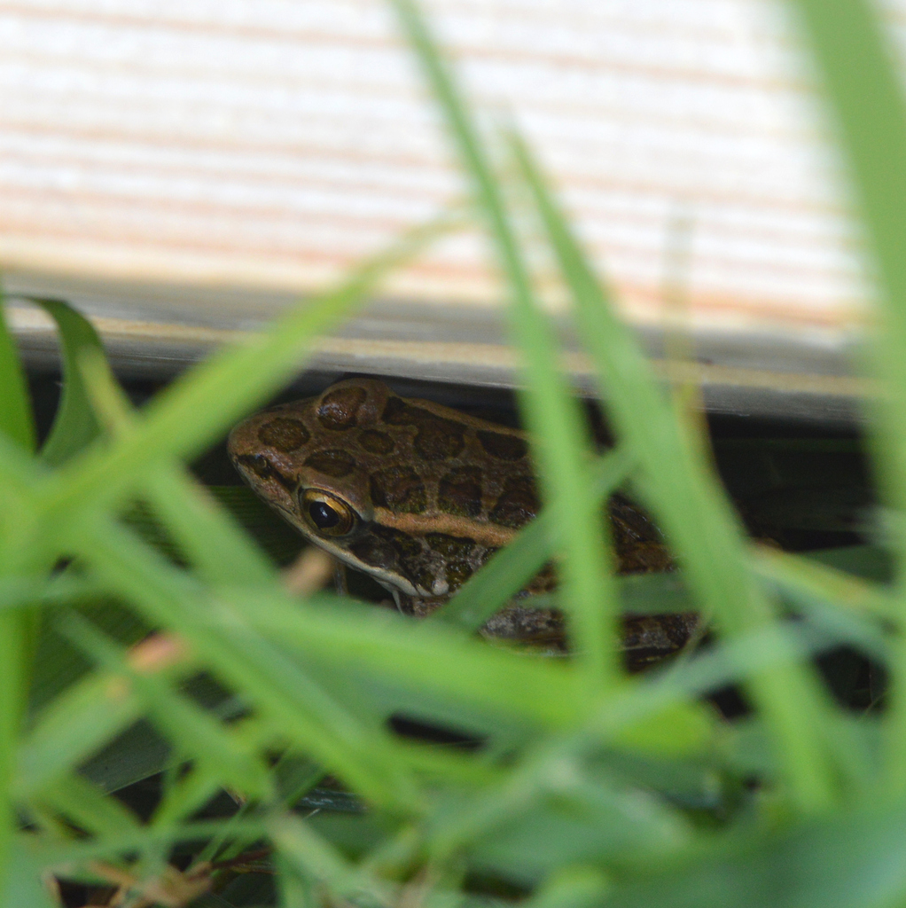 Pickerel Frog from Mercer County, KY, USA on June 28, 2022 at 12:26 PM ...