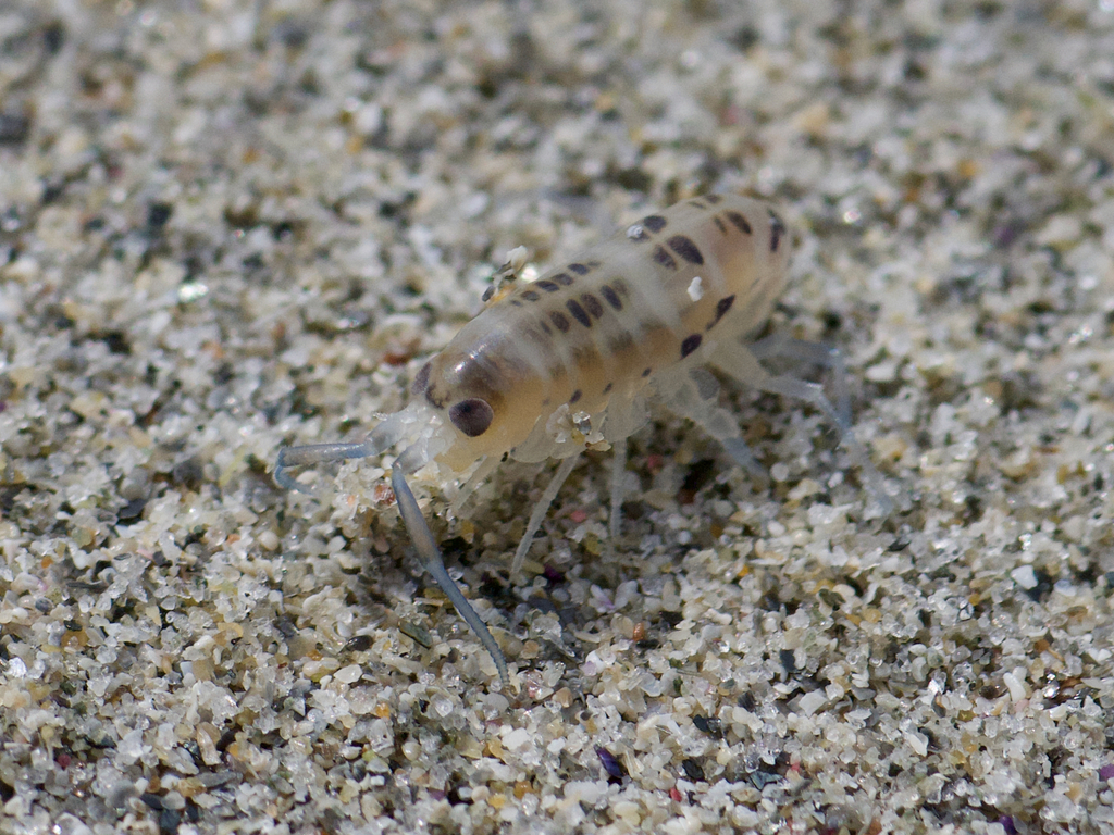 Pale beach hopper from Central Coast, BC, Canada on June 17, 2022 at 03 ...