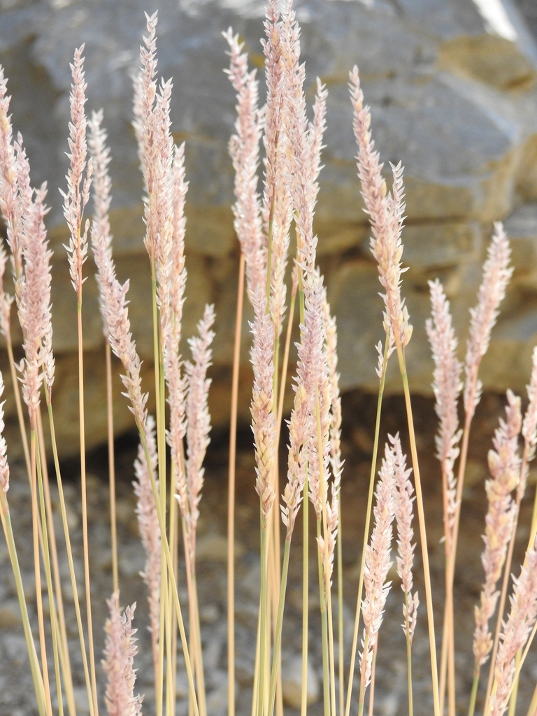 Muttongrass from Mt Charleston, NV 89124, USA on June 13, 2022 at 09:18 ...