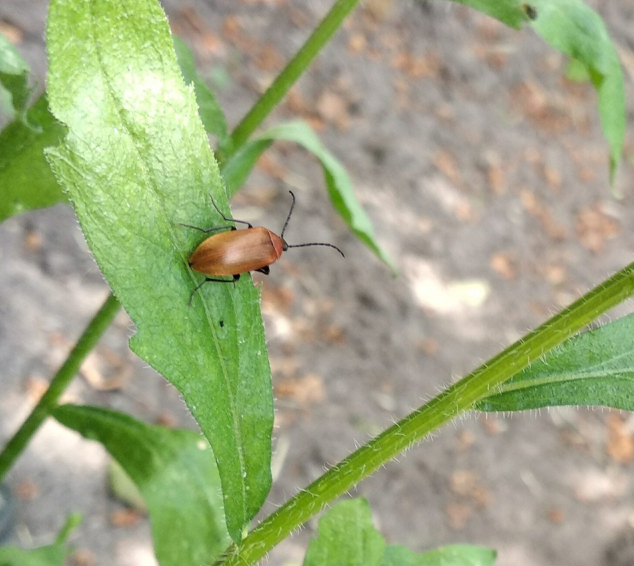 Pseudocistela ceramboides (Linnaeus, 1758)