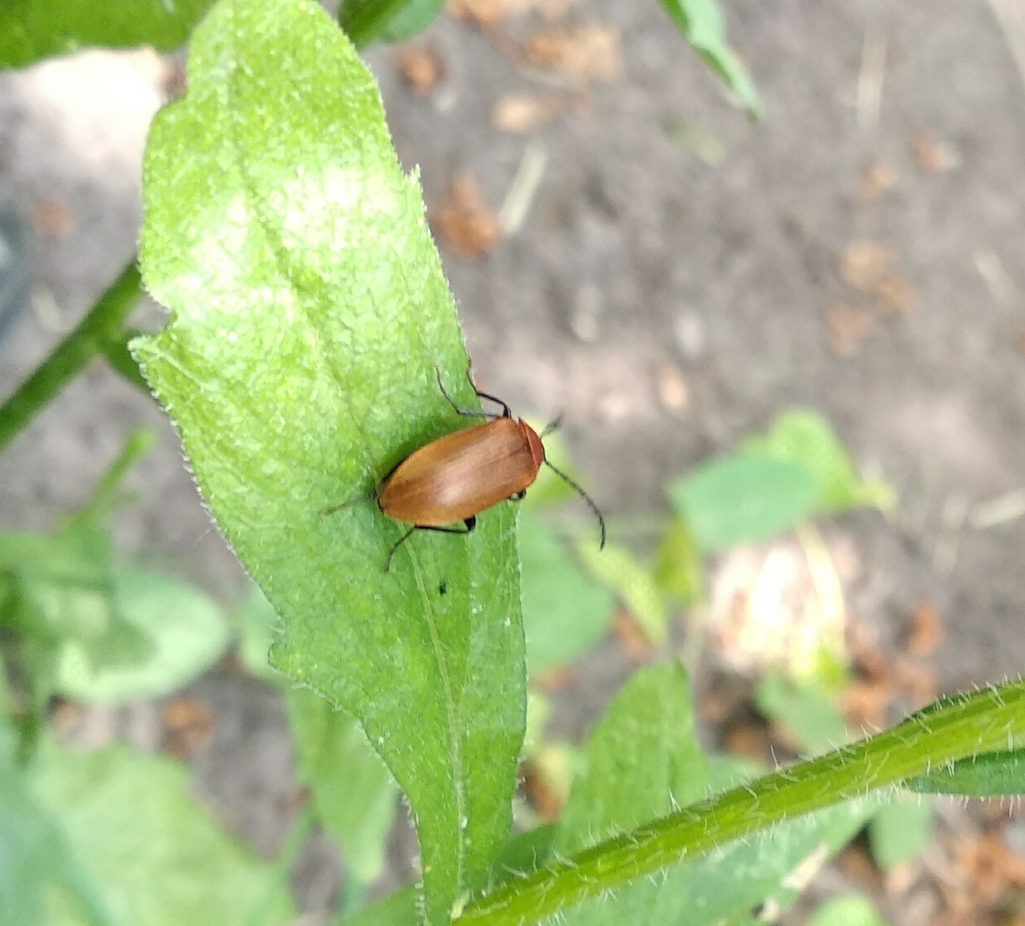 Pseudocistela ceramboides (Linnaeus, 1758)