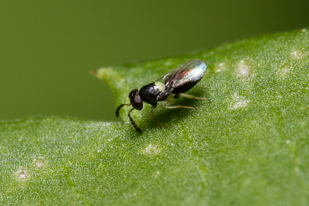 Coccophagus from Ujazdów, Warsaw, Warsaw, Poland on June 26, 2022 at 05 ...